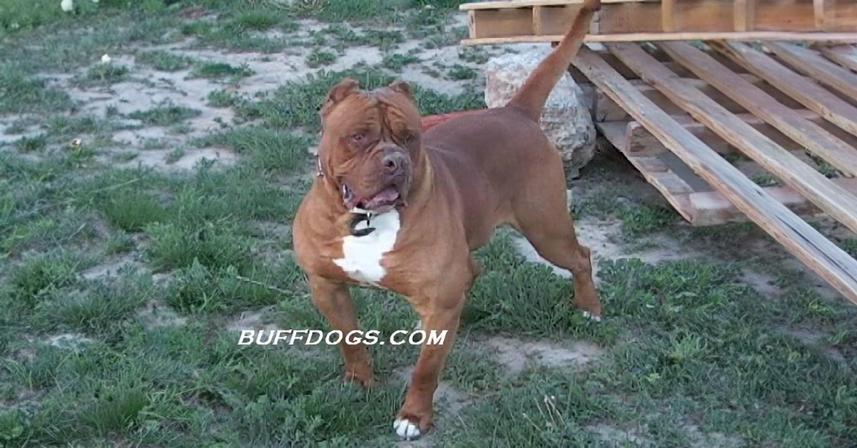 (RIP) Buffdog's Redbull