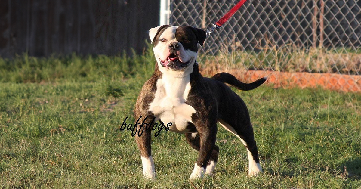Buffdog's Rocky of Bolder Bullies