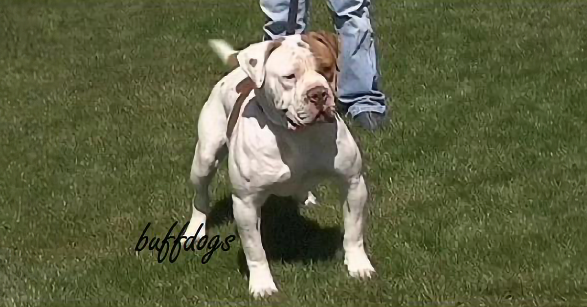 (RIP) Buffdog's Roman