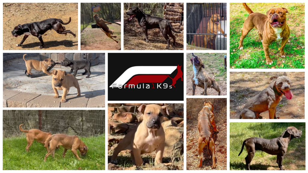 High Octane Working Pit Bulls, Bulldogs, XL Pitbulls & Bandogs