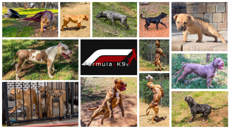 High Octane Working Pit Bulls, Bulldogs, XL Pitbulls & Bandogs